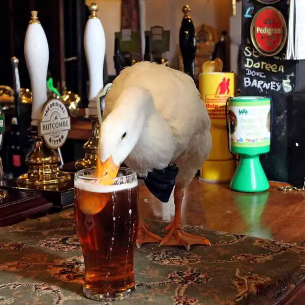 How to Play Fuzzy Duck [Rules & Steps]