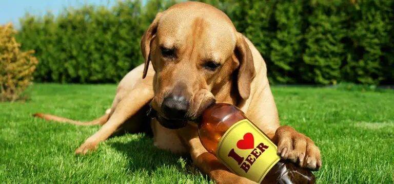 5 Best Dog Beers Your Furry Friend Will Love