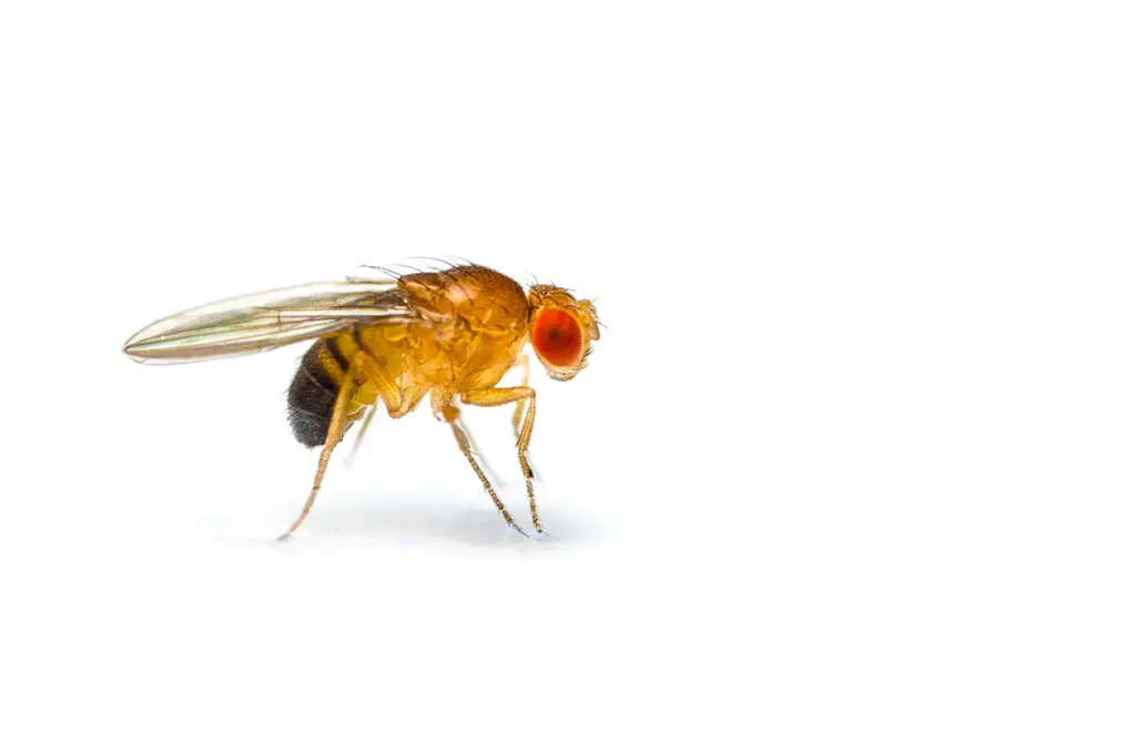 How to Get Rid of Beer Flies: 10 Tips for a Fly-Free Home